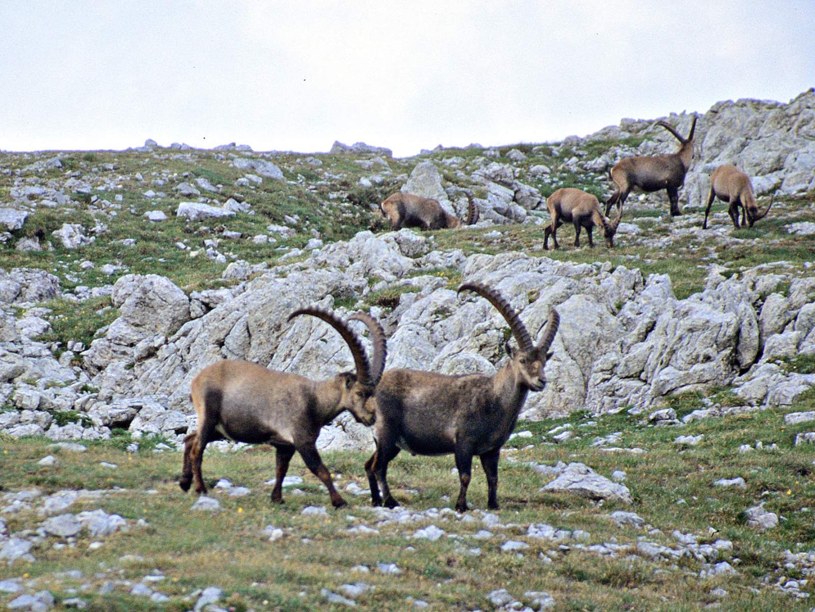 Client Benefits of Booking Hunts through Jack Atcheson and Sons